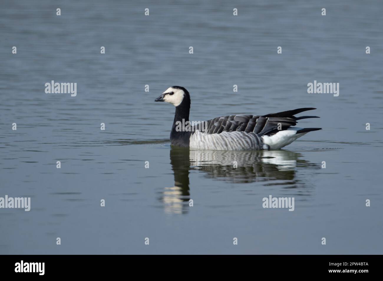 Barnacle goose (Branta leucopsis) adult bird on a lake, Suffolk ...