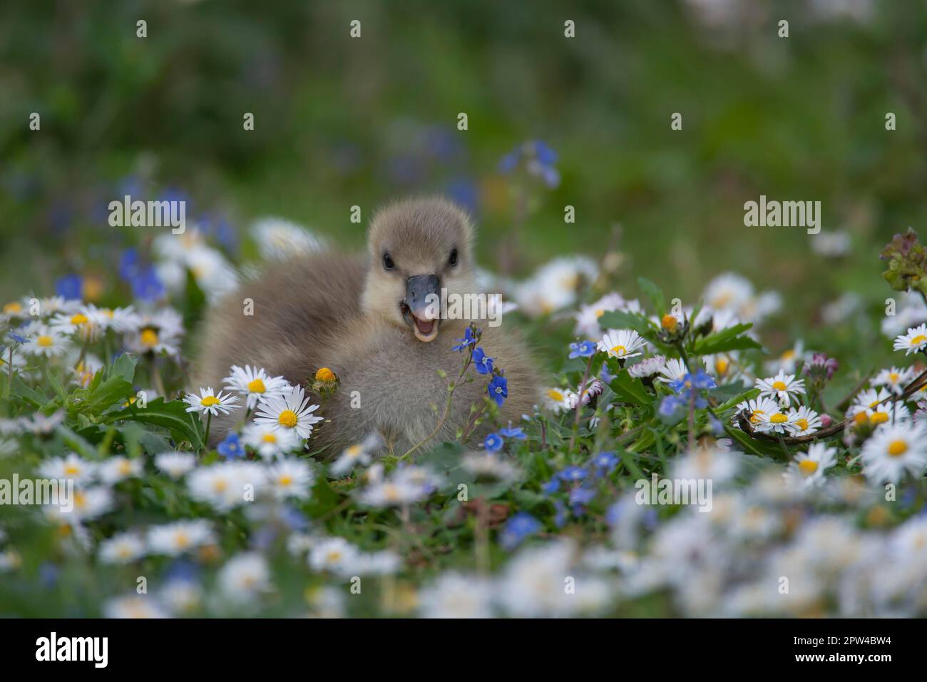 Greylag goose (Anser anser) juvenile baby gosling bird amongst Daisy ...