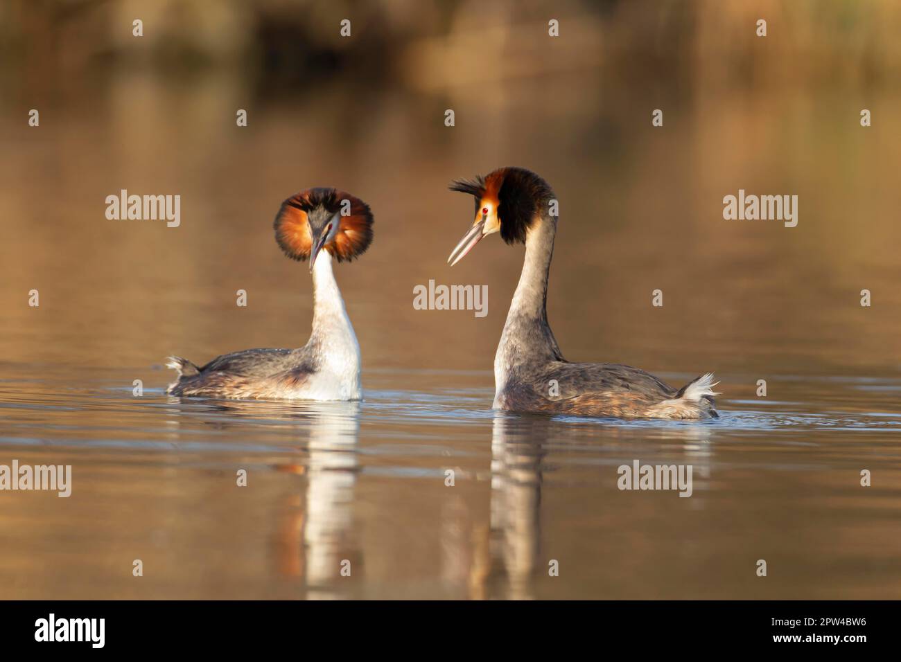 Great crested grebe (Podiceps cristatus) two adult birds performing ...