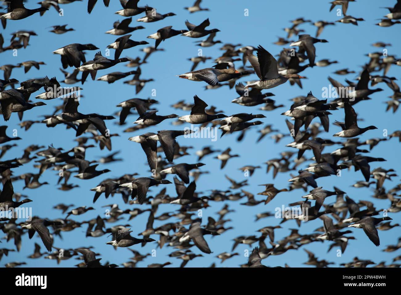 Brant goose flight hi-res stock photography and images - Alamy