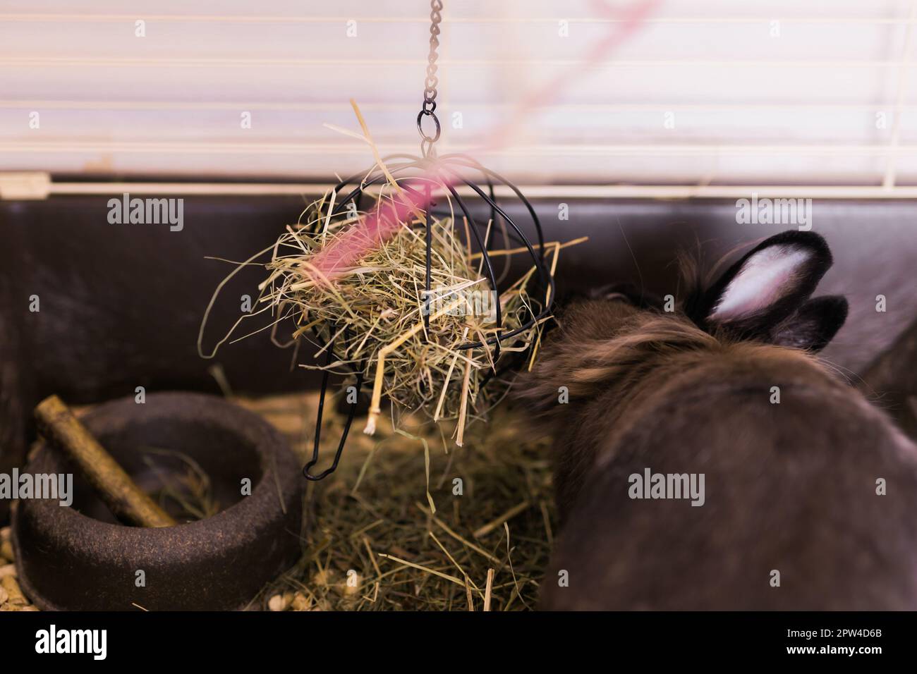Funny bunny rabbit eating hay food close up - pet and domestic animal ...