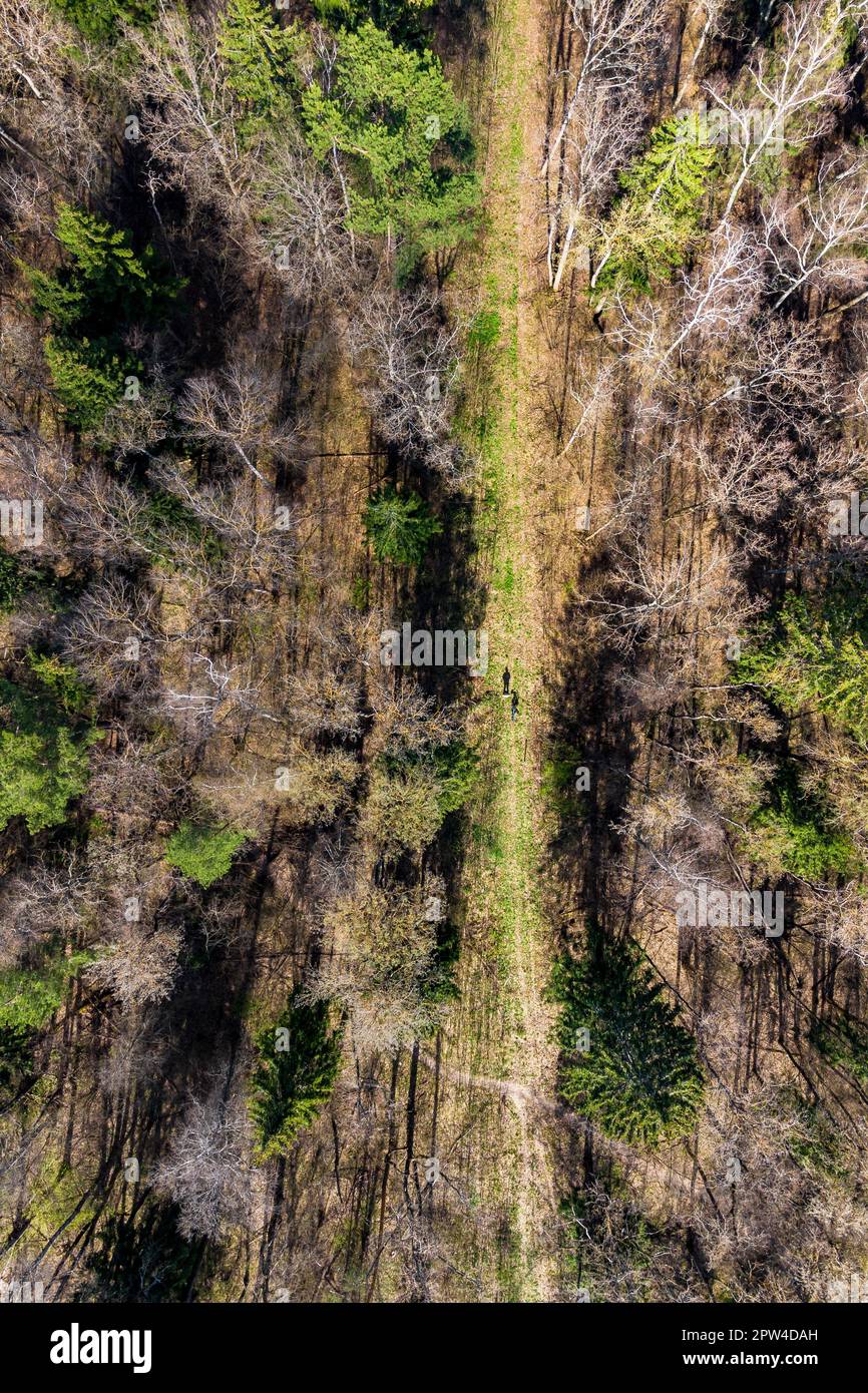 Aerial view of clearing in mixed forest running vertically Stock Photo ...