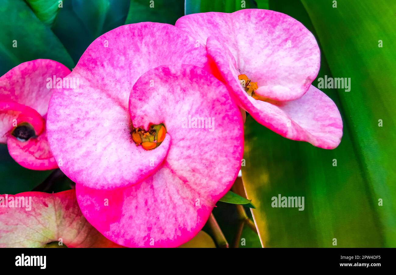 Purple pink and red flower flowers and plants plant in tropical garden ...