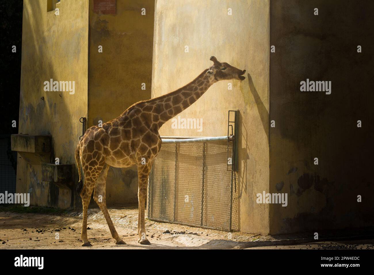 amazing giraffe at the zoo Stock Photo - Alamy