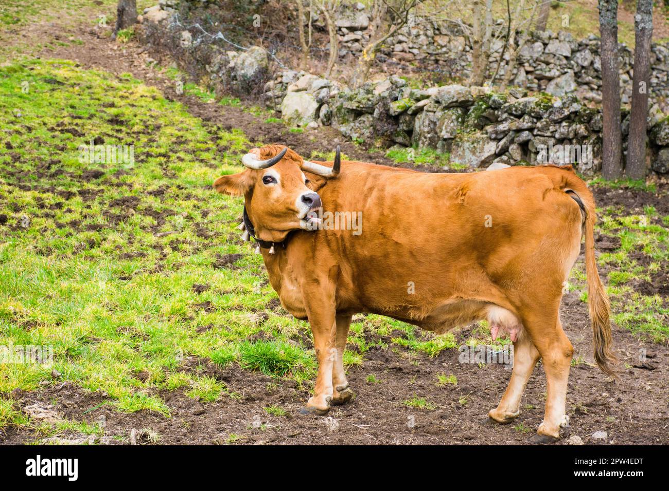 amazing cow licking body Stock Photo - Alamy