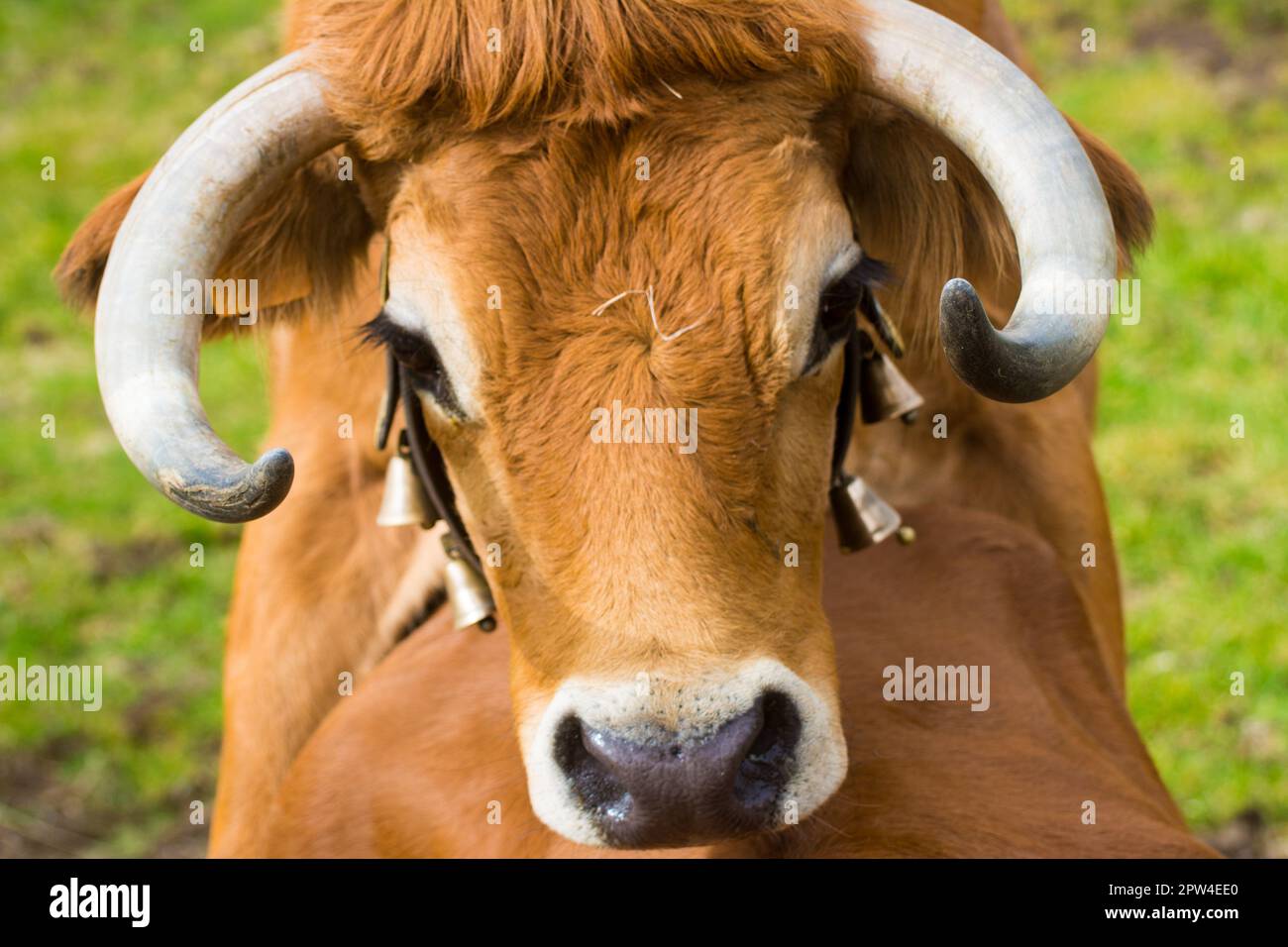 Close up majestic bull hi-res stock photography and images - Alamy