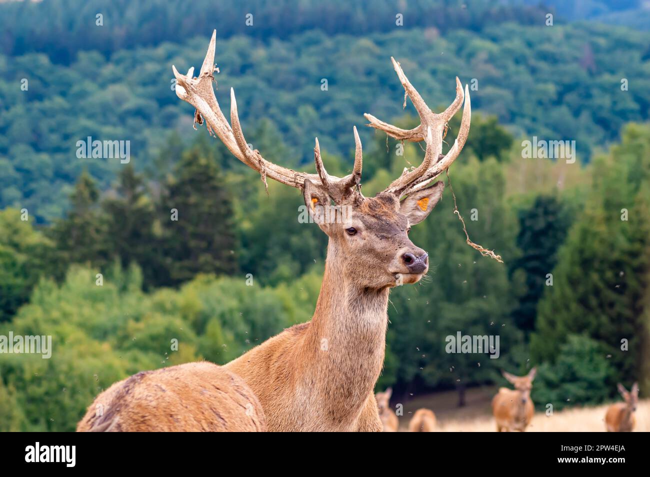 Ruminant animal living in herds in forests; especially the adult male ...