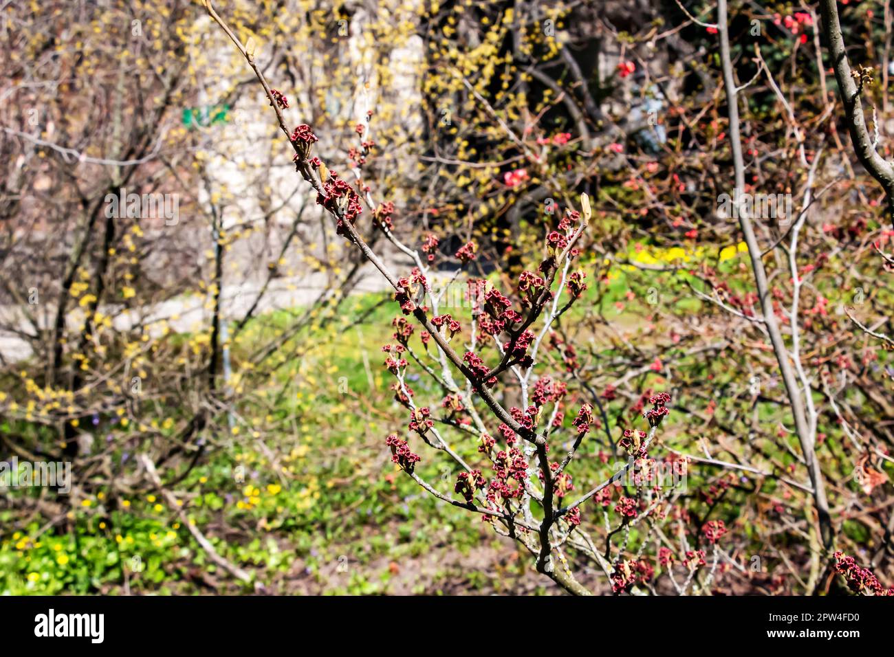 Flower of hamamelis Hamamelis intermedia Pallida in early spring. Hamamelis has gorgeous flowers ...