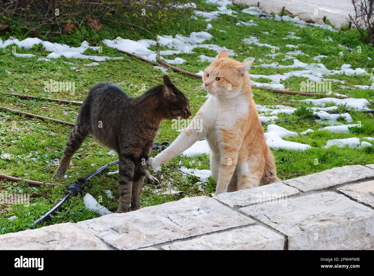 Two house cats fighting hi-res stock photography and images - Alamy