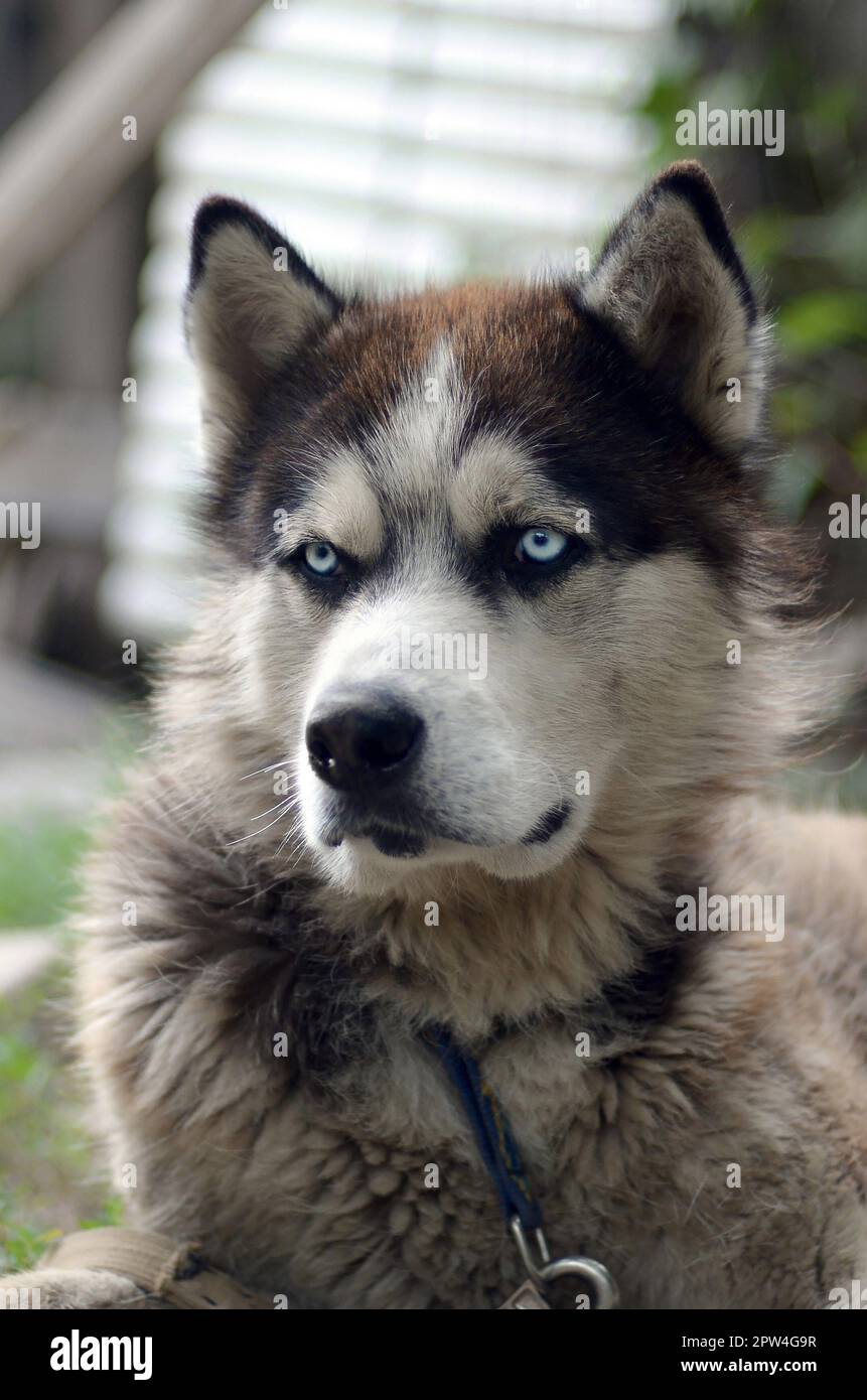 Alaskan Malamute with blue eyes. The Arctic Malamute is a wonderful ...
