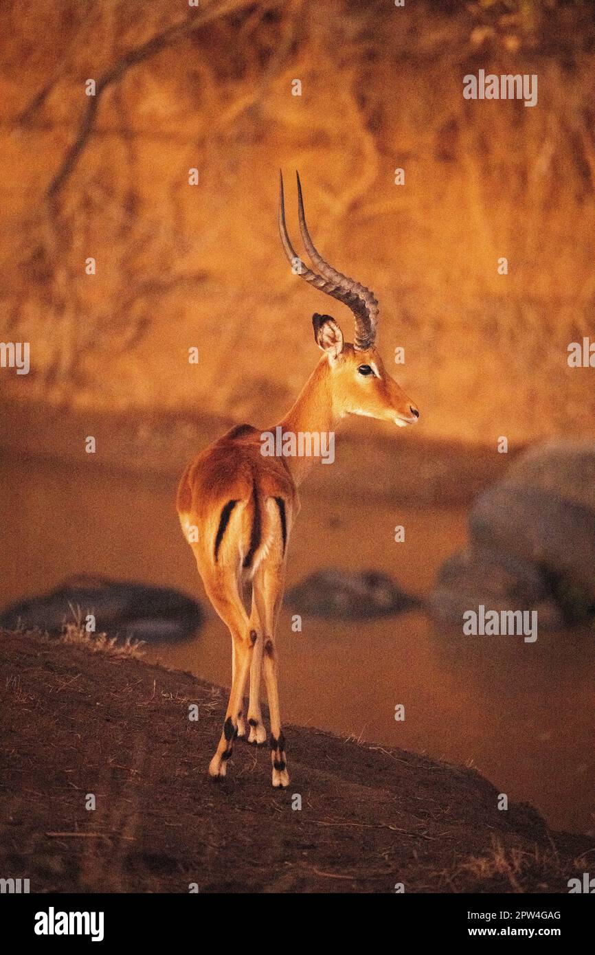 Male common impala stands staring on riverbank Stock Photo - Alamy