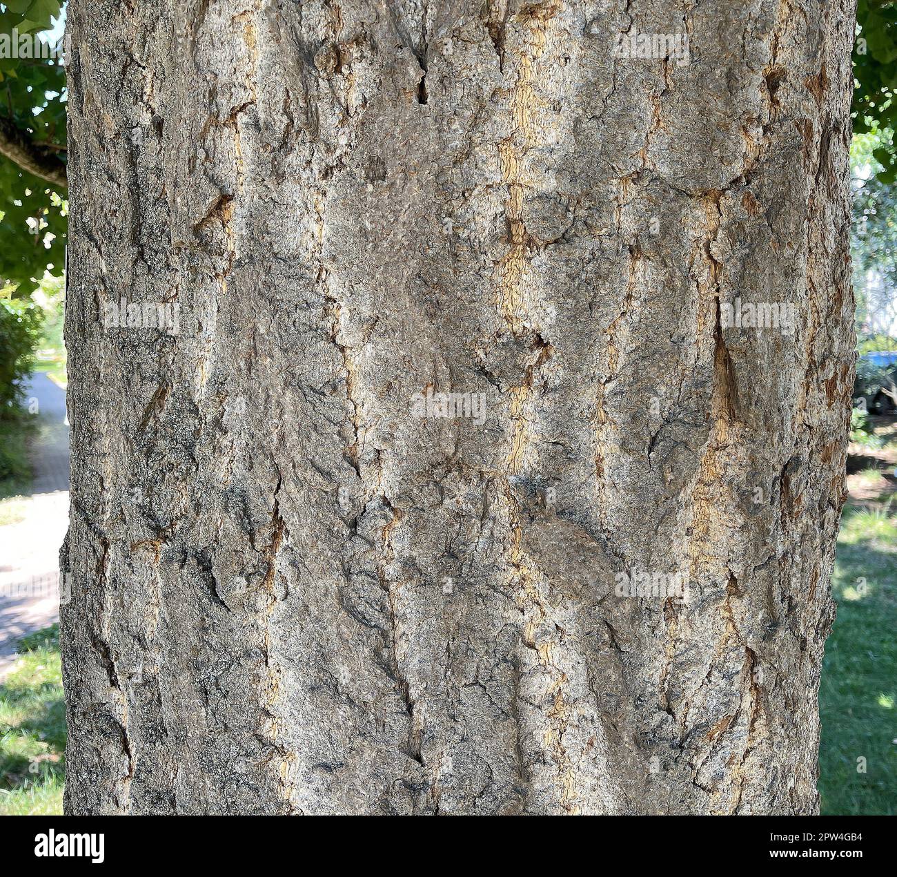 Bark of a ginko tree hi-res stock photography and images - Alamy