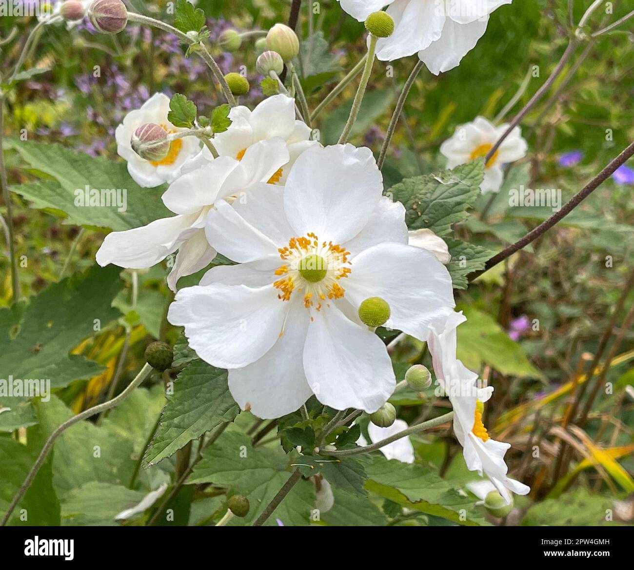 Herbst-Anemone, Anemone tomentosa bringt ansehnliche, rosafarbene ...