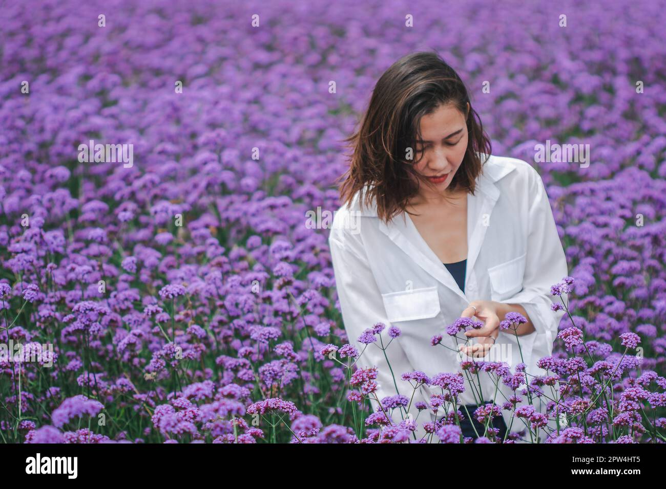Women in the Verbena field are blooming and beautiful in the rainy ...