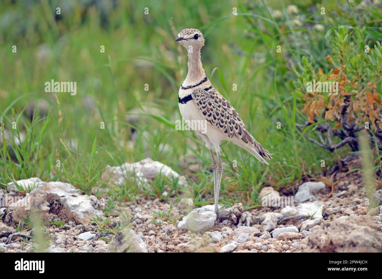 Double-banded courser, green background, Etosha Stock Photo - Alamy