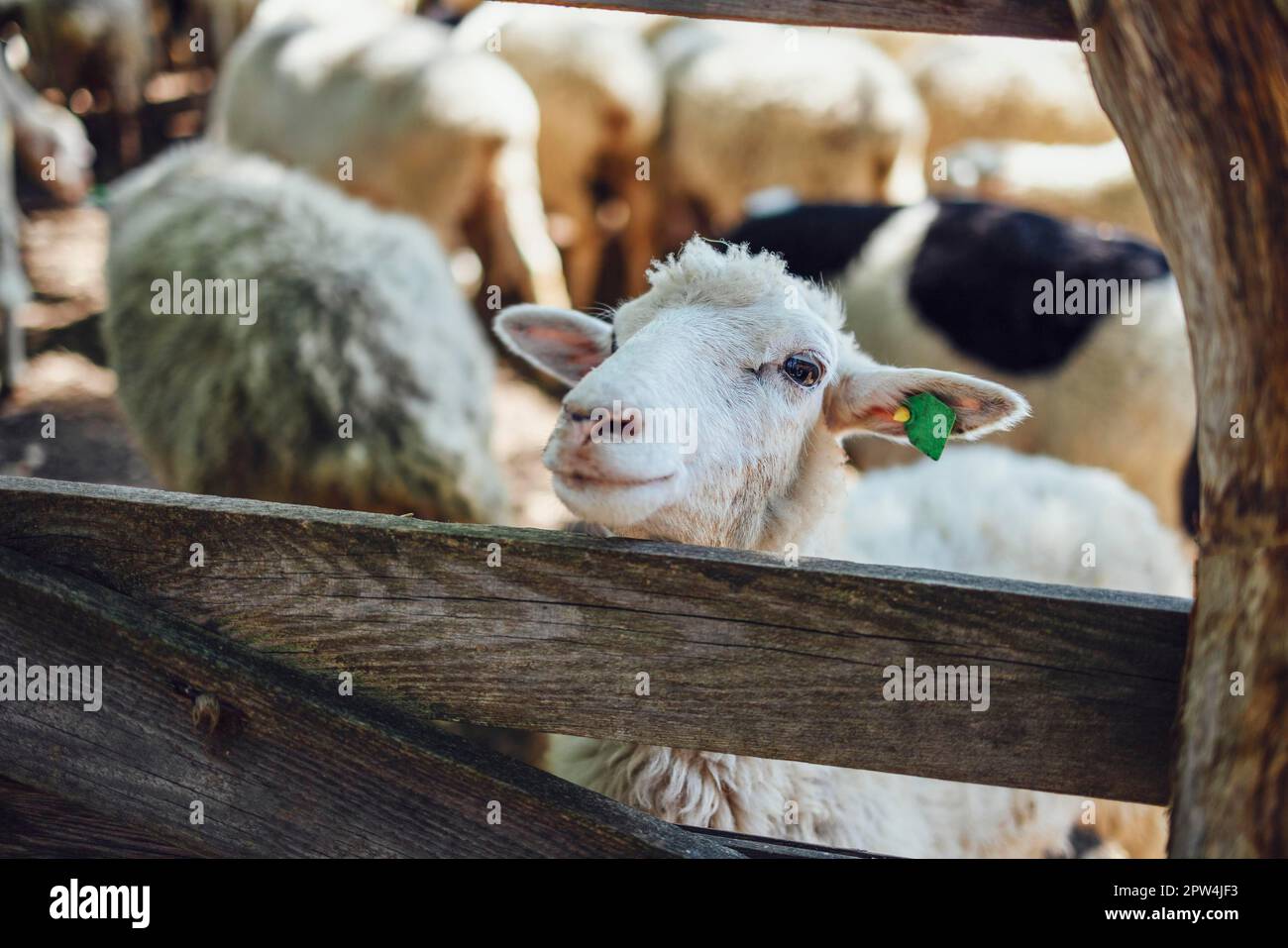 Group of sheep in farm. Modern farming dairy and meat production livestock industry Stock Photo ...