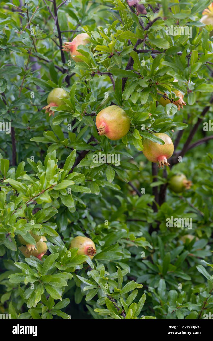 Pomegranates on the tree hi-res stock photography and images - Alamy