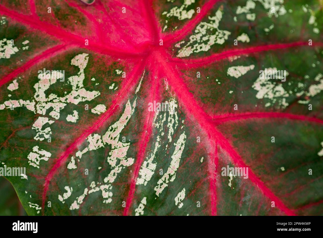 The leaves of Caladium are ornamental plants with beautiful leaves ...