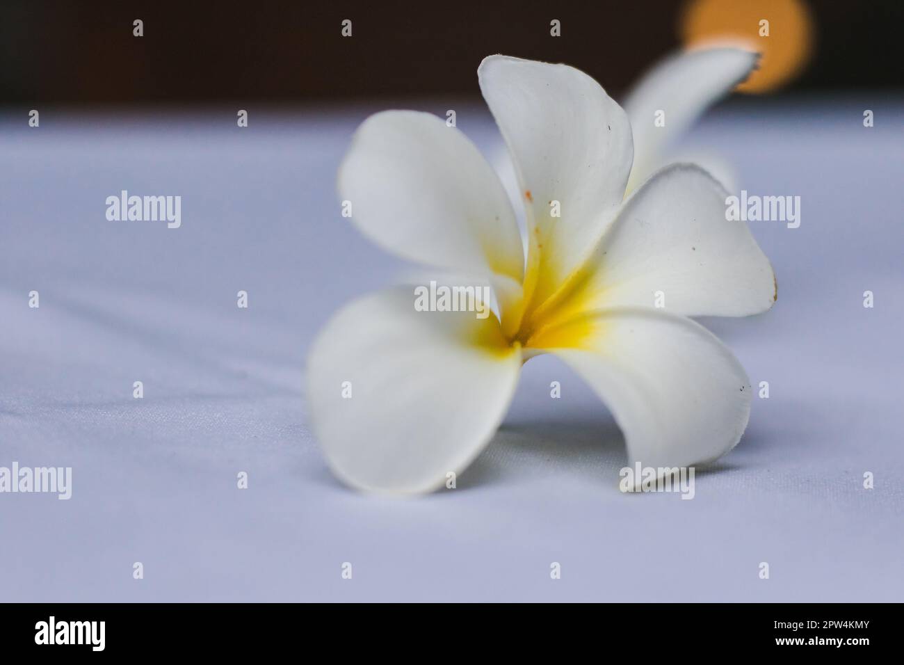 White flowers laid on fabric hi-res stock photography and images - Alamy