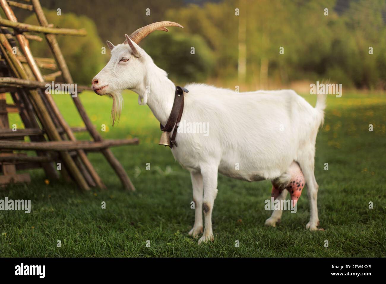 Goat from the side hi-res stock photography and images - Alamy