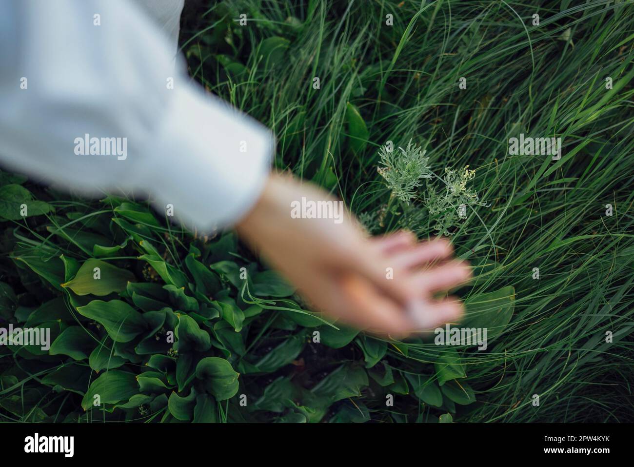 Close up of a blurred hand of the woman touching the grass, feeling ...