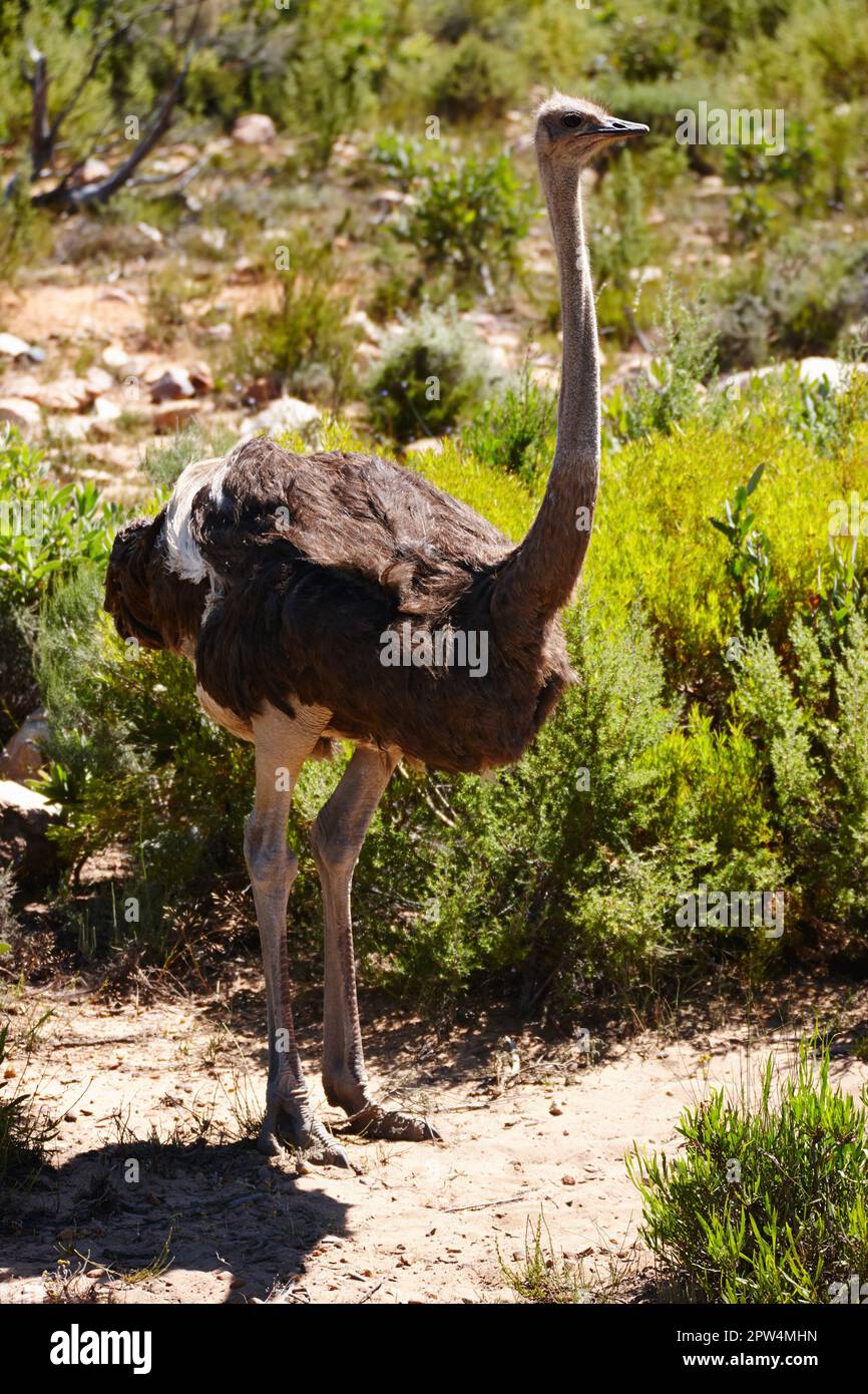 Ostrich Length