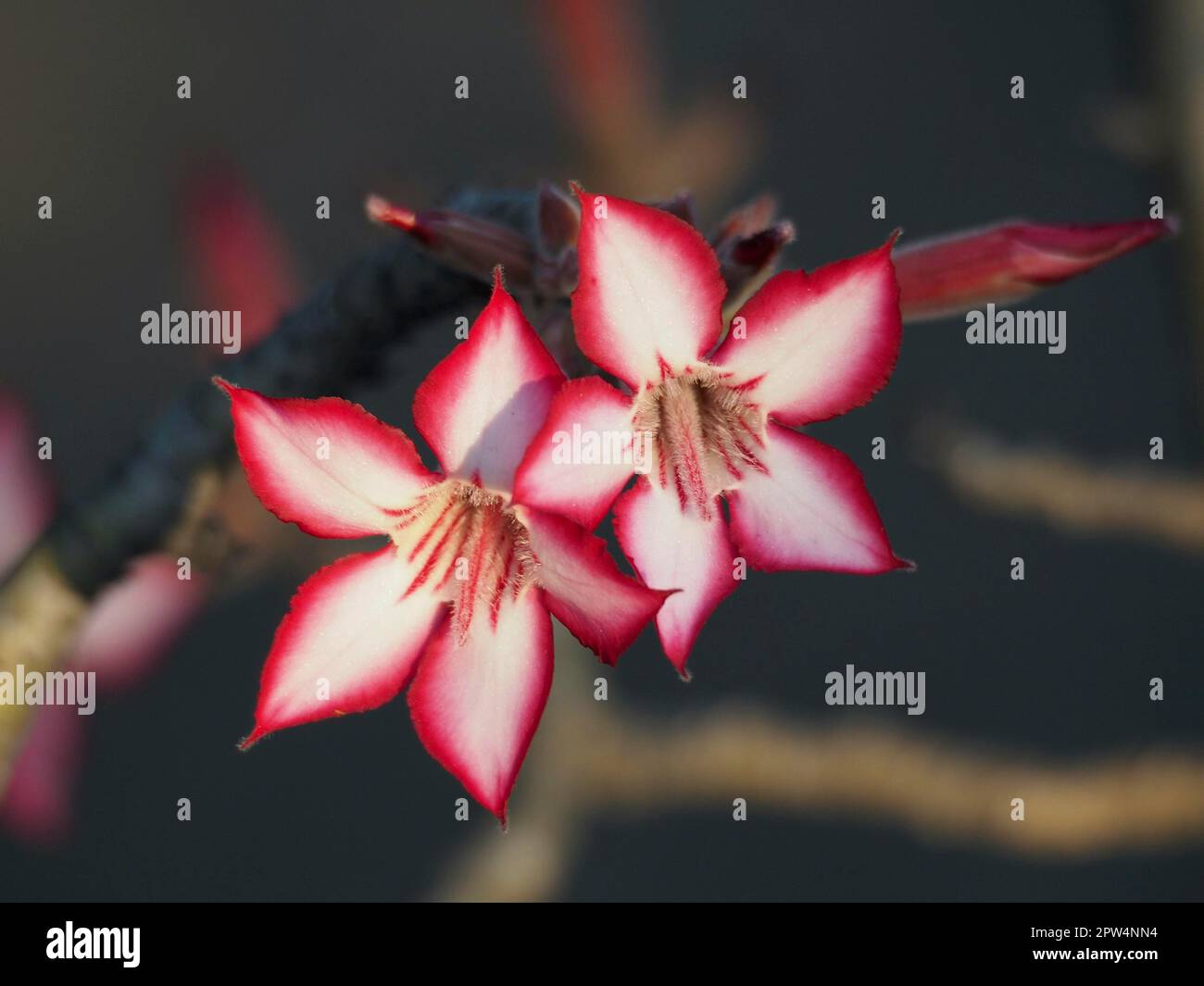 Impala lily (Adenium multiflorum) in Kruger National Park, South Africa ...