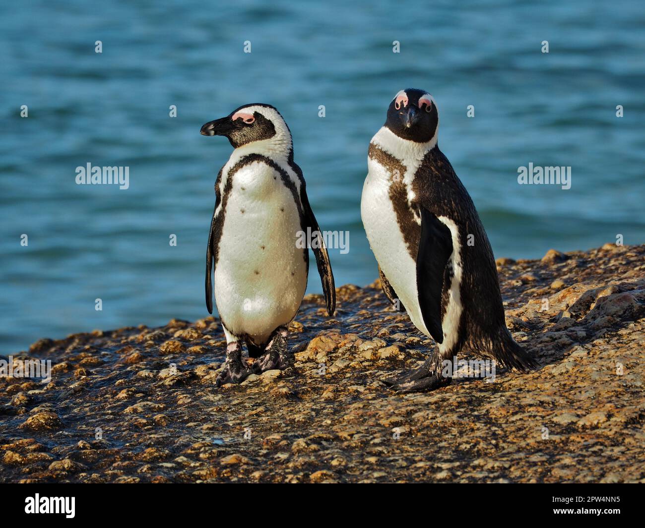 Two specimens of african penguin (Spheniscus demersus) at Boulders ...