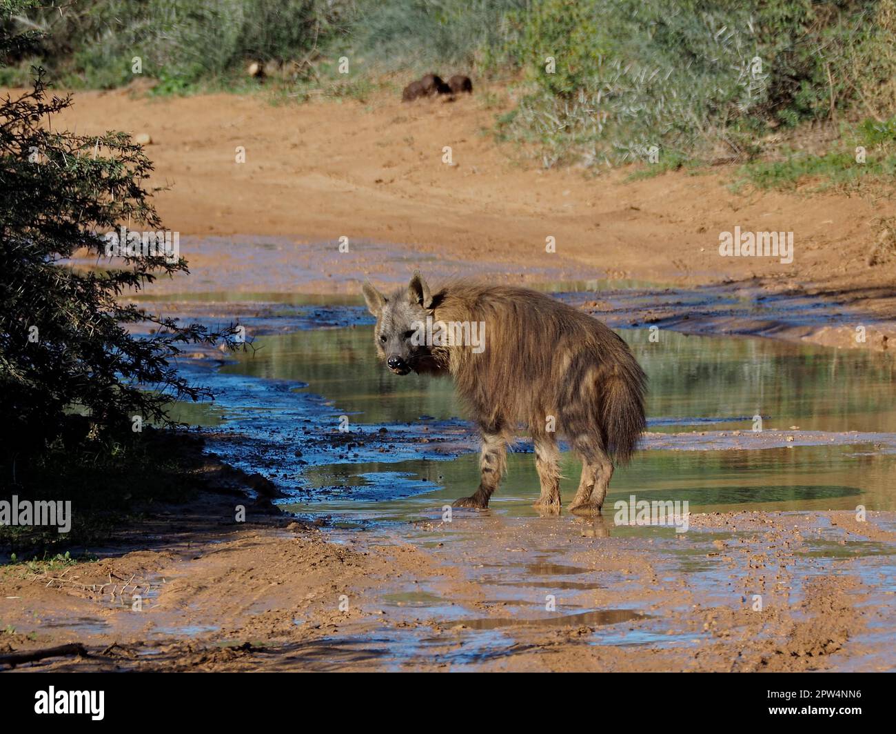 Brown hyena (Hyaena brunnea) in Addo Elephant National Park, South ...