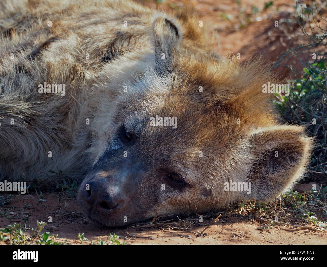 Sleeping spotted hyena (Crocuta crocuta) in Addo Elephant National Park ...