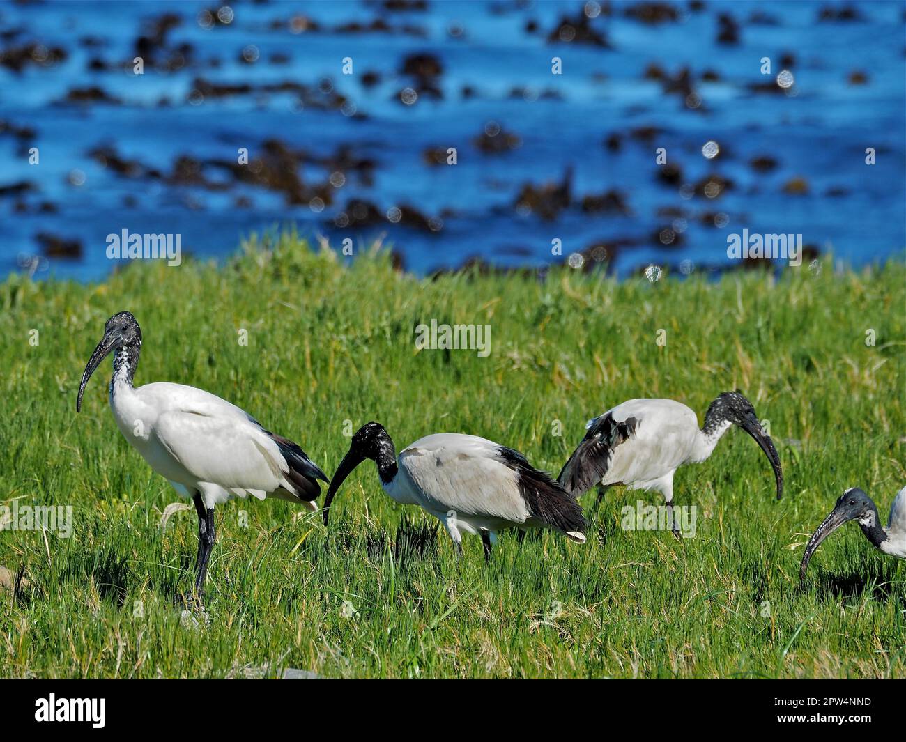 Group of african sacred ibis (Threskiornis aethiopicus) in the Cape of ...