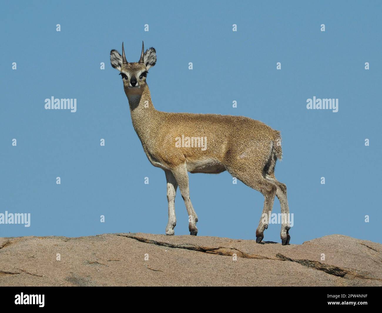 Springer antelope hi-res stock photography and images - Alamy