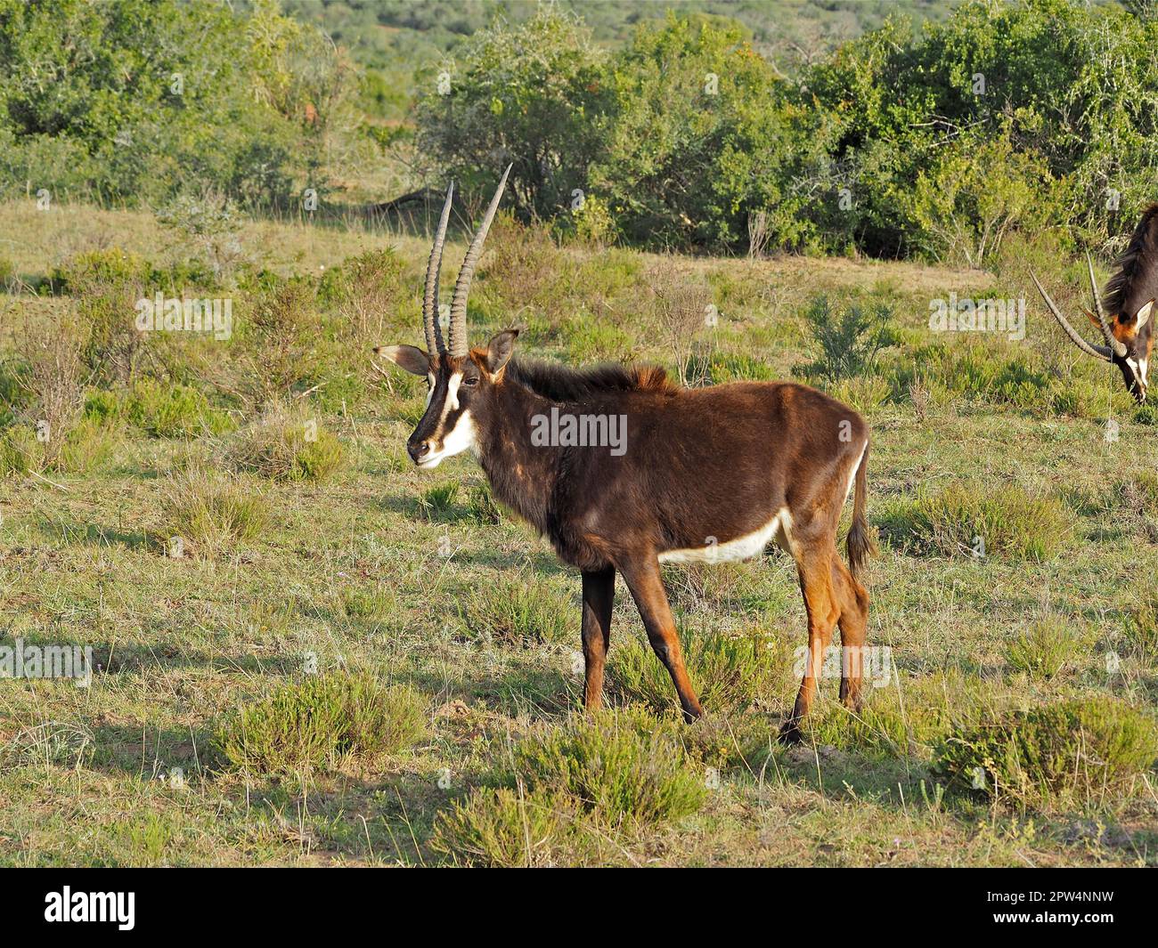 Sable antilope (Hippotragus niger) in Addo Elephant National Park ...