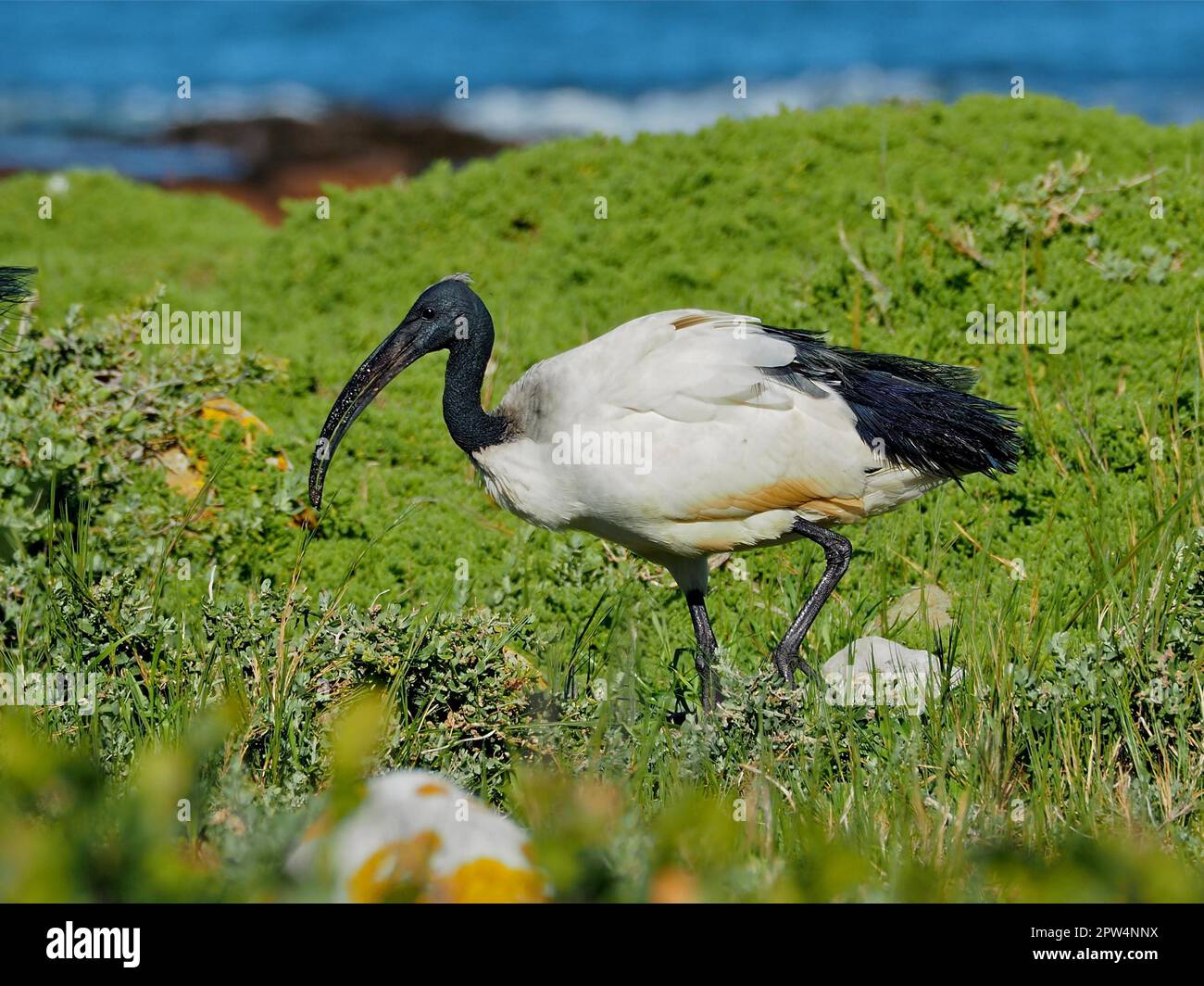 African sacred ibis (Threskiornis aethiopicus) in the Cape of Good Hope ...