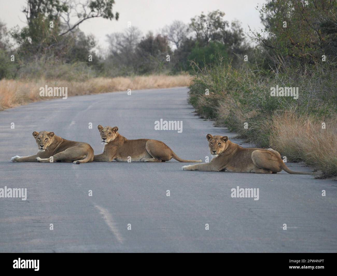 Three lions (Panthera leo) on a road, animal roadblock, in Kruger ...