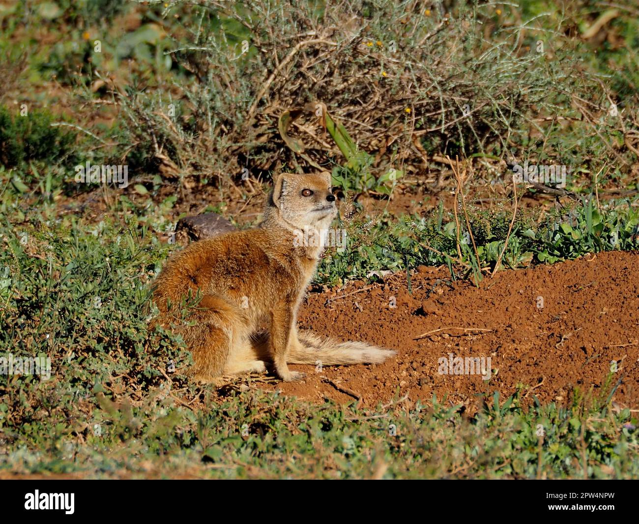 Yellow mongoose (Cynictis penicillata) in Addo Elephant National Park ...