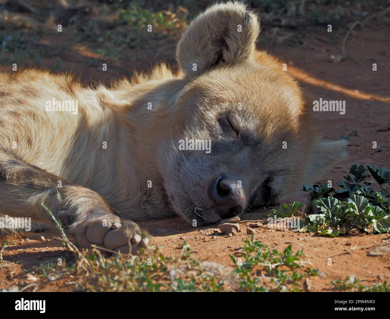Sleeping spotted hyena (Crocuta crocuta) in Addo Elephant National Park ...