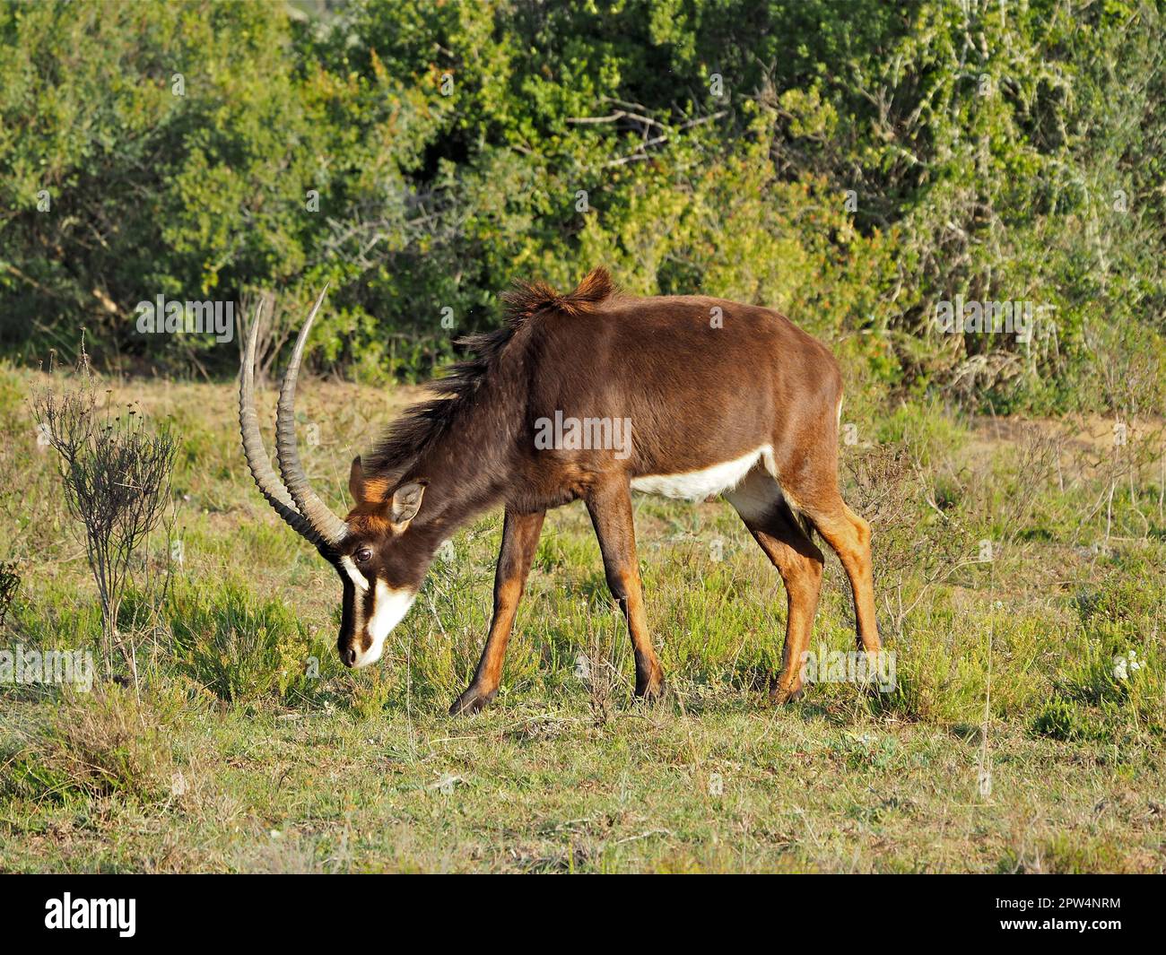 Sable antilope (Hippotragus niger) in Addo Elephant National Park ...