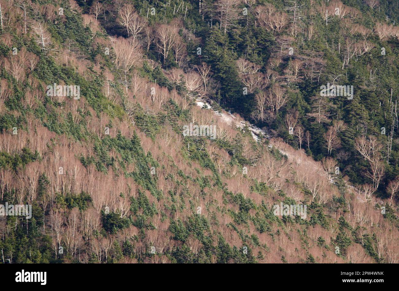 Mixed forest in Nikko National Park. Japan Stock Photo - Alamy