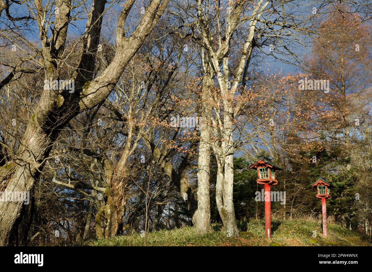 Traditional lanterns in Nikko National Park. Japan Stock Photo - Alamy
