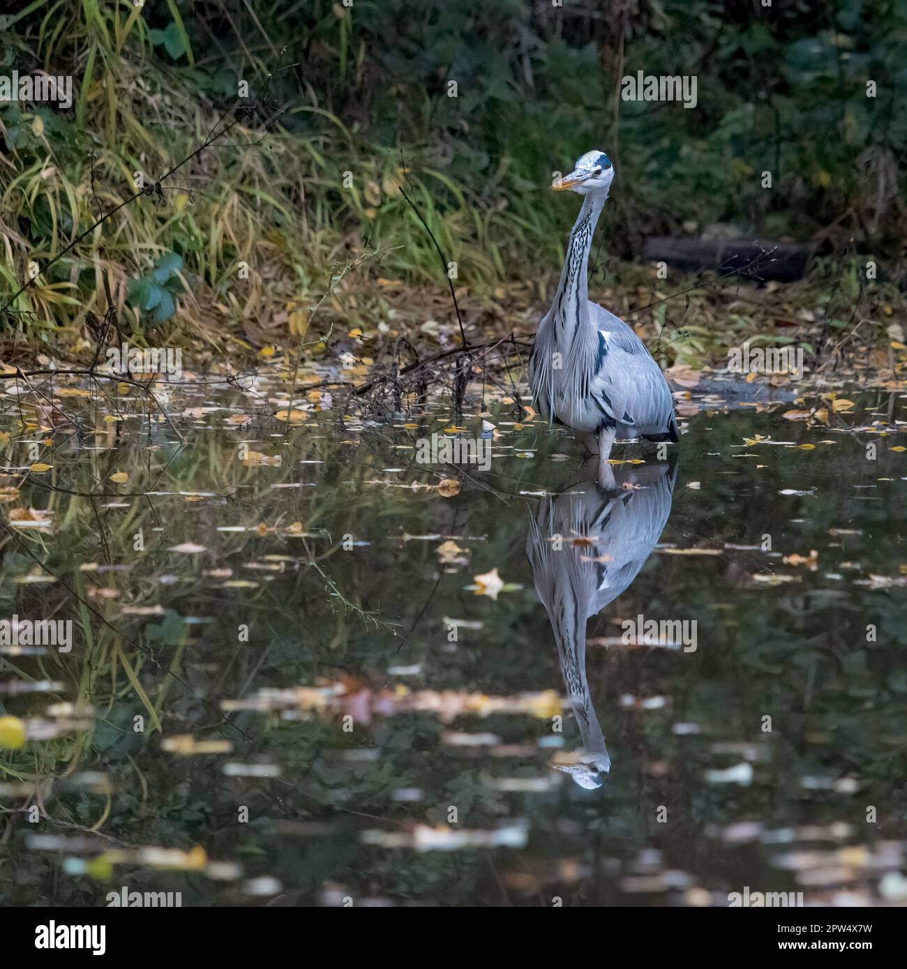 Grey heron small catch hi-res stock photography and images - Alamy