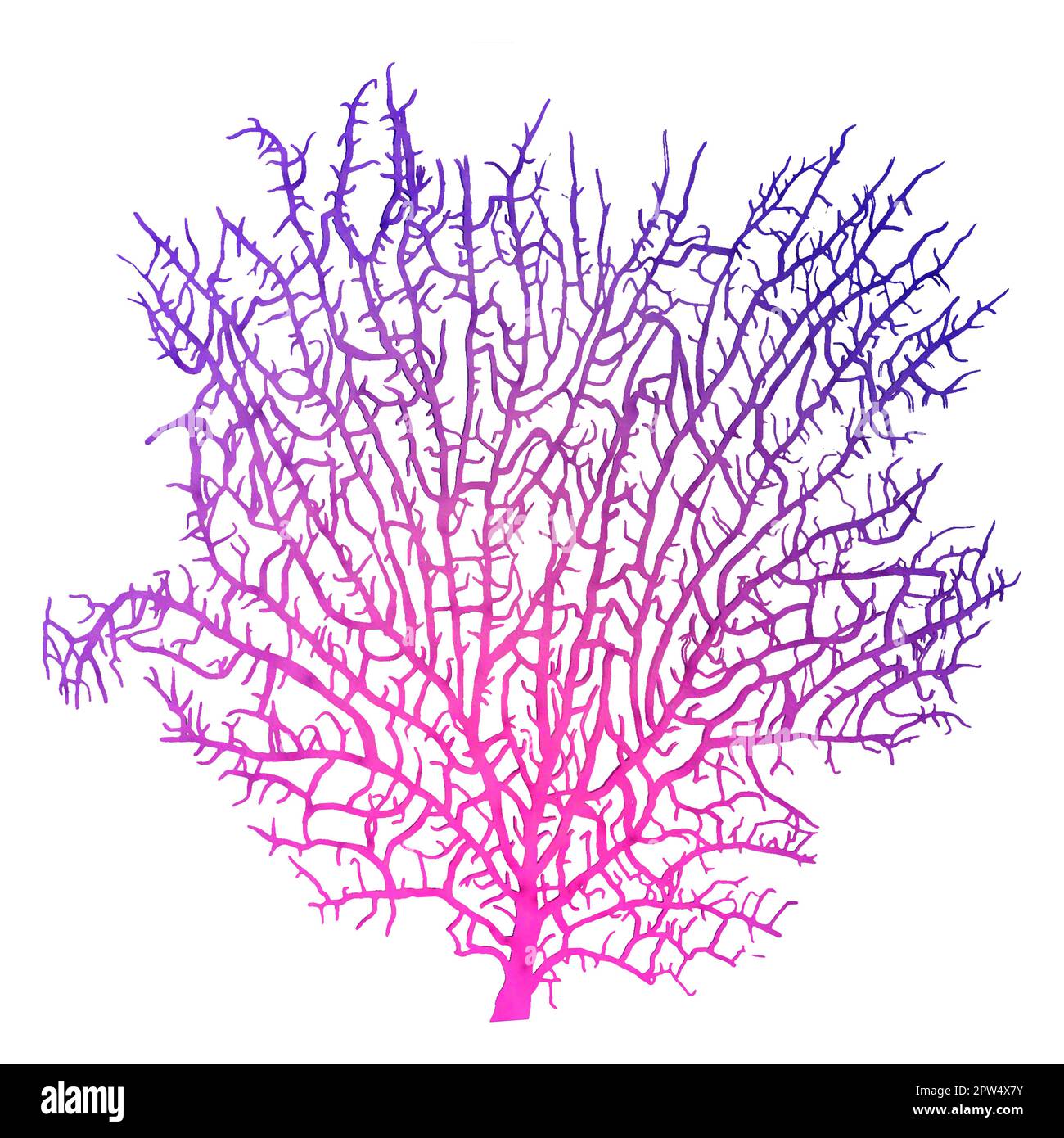 3D rendering of a fan coral, a marine invertebrate isolated on white ...