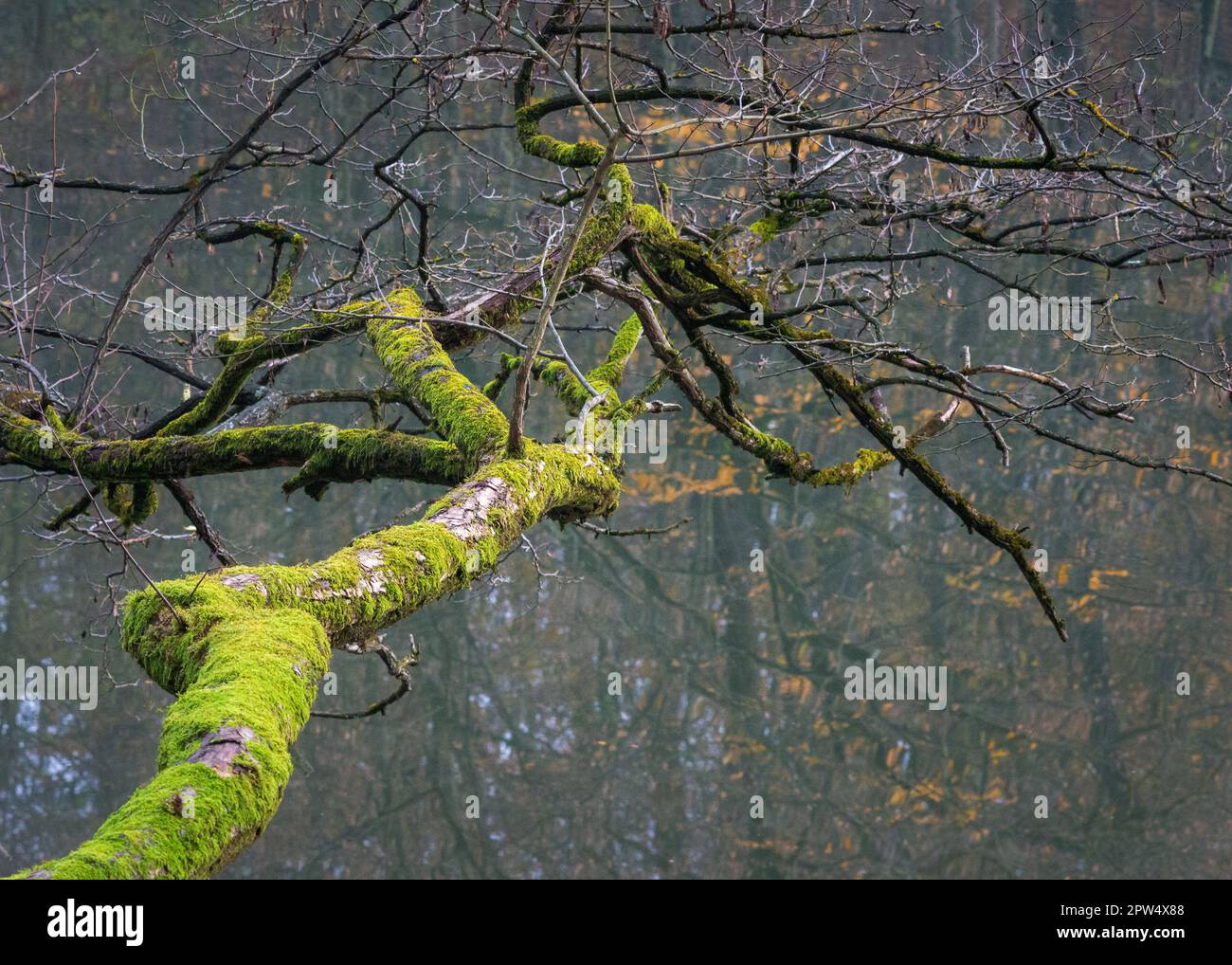 Tree branches covered with moss. Branchy forest in moss. Mossy forest with branchy trees. Mossy ...