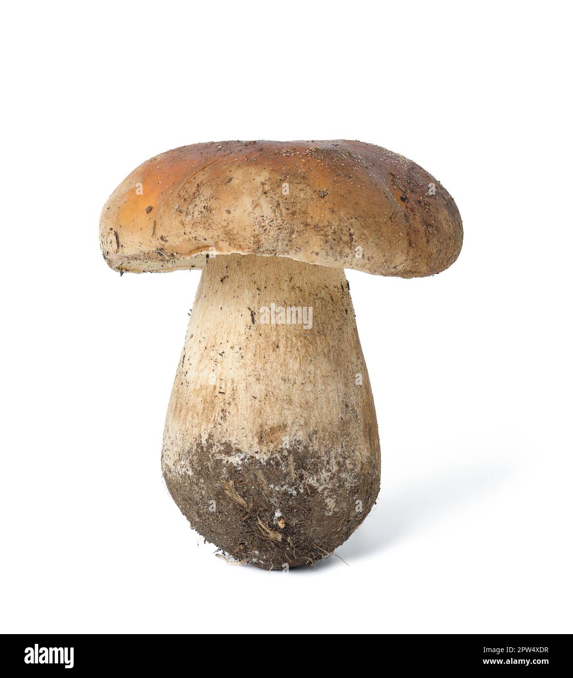 Fresh forest white mushroom with root isolated on a white background ...