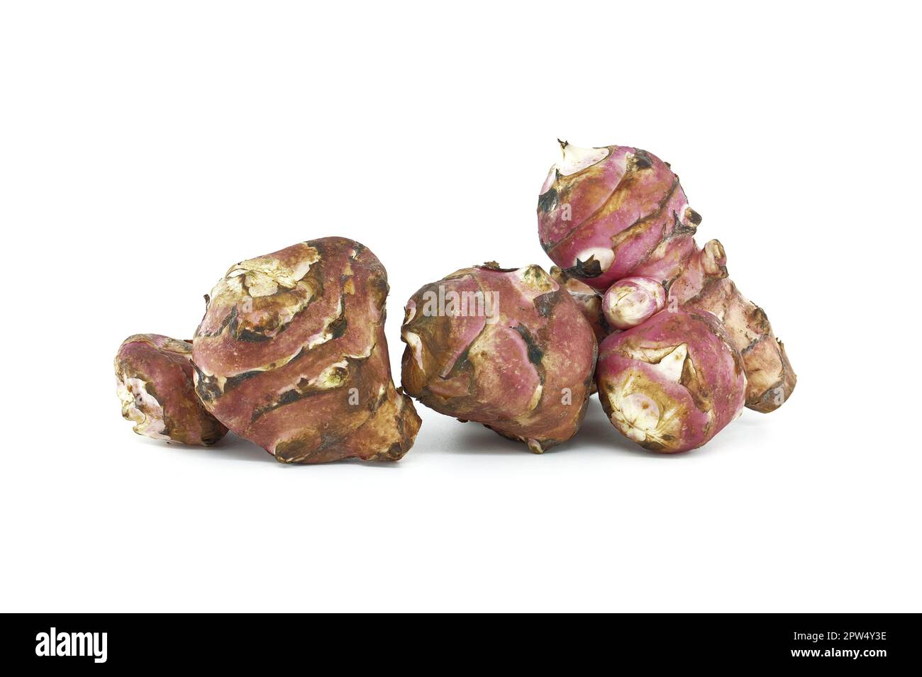 Jerusalem artichoke (Helianthus tuberosus), also called sunroot ...