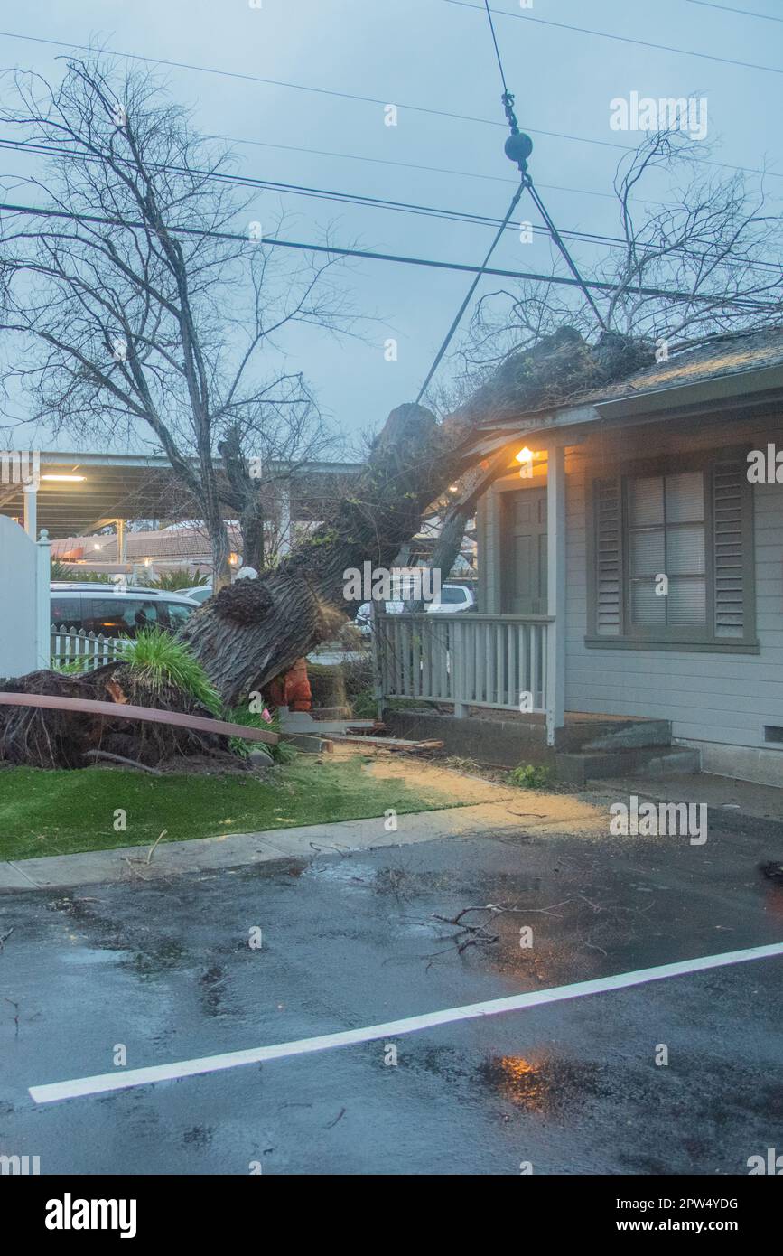 Santa Cruz Downtown, CA, tree falls destroying the roof of the house ...