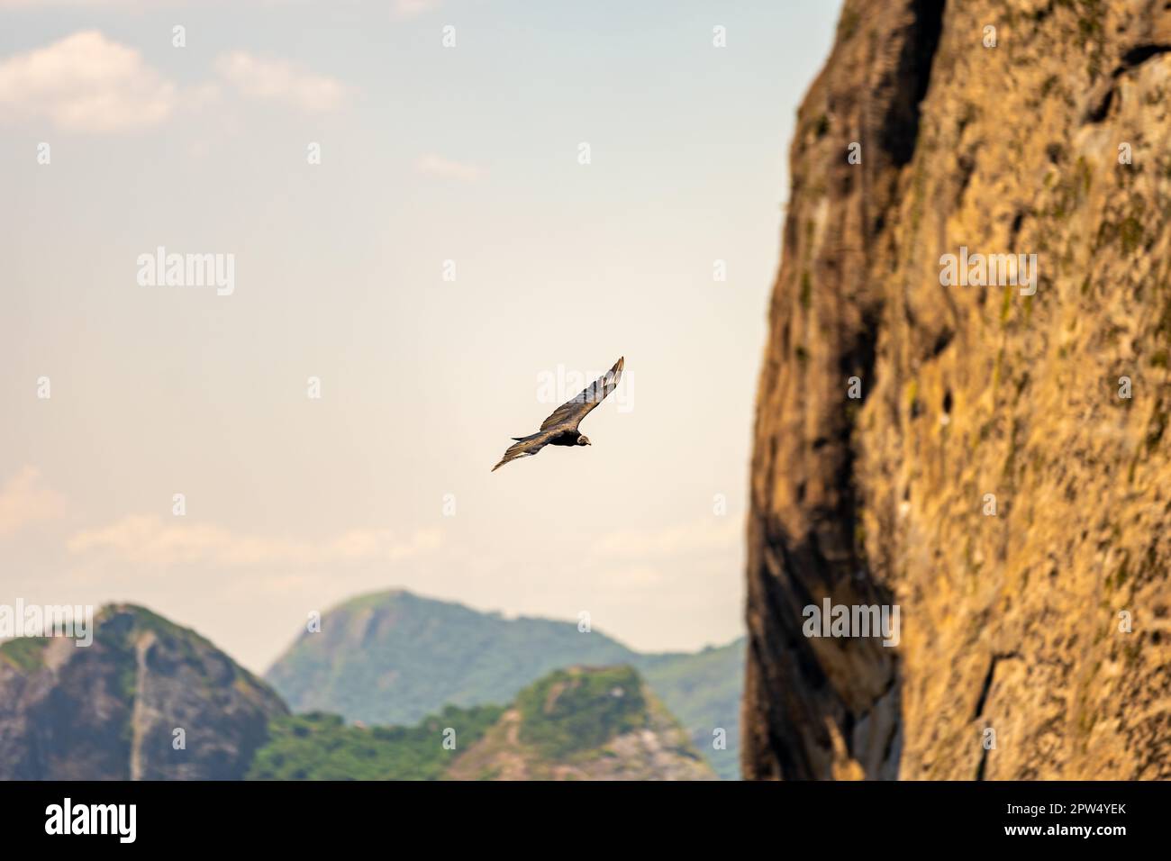 condor flying next to a rock above the ocean. Brazil. Rio de Janeiro ...