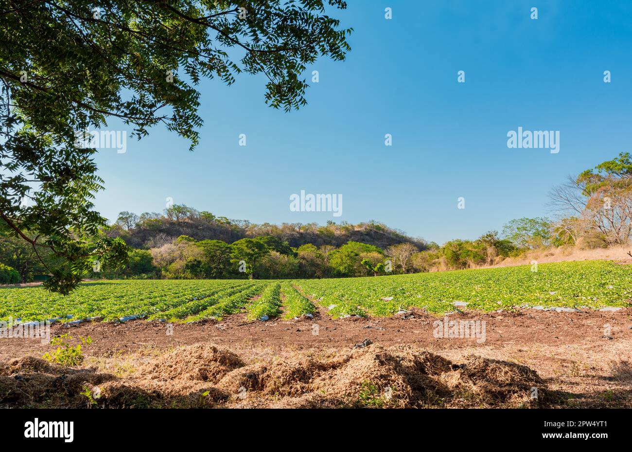 Watermelon cultivation orchard. Watermelon cultivation plot with blue ...