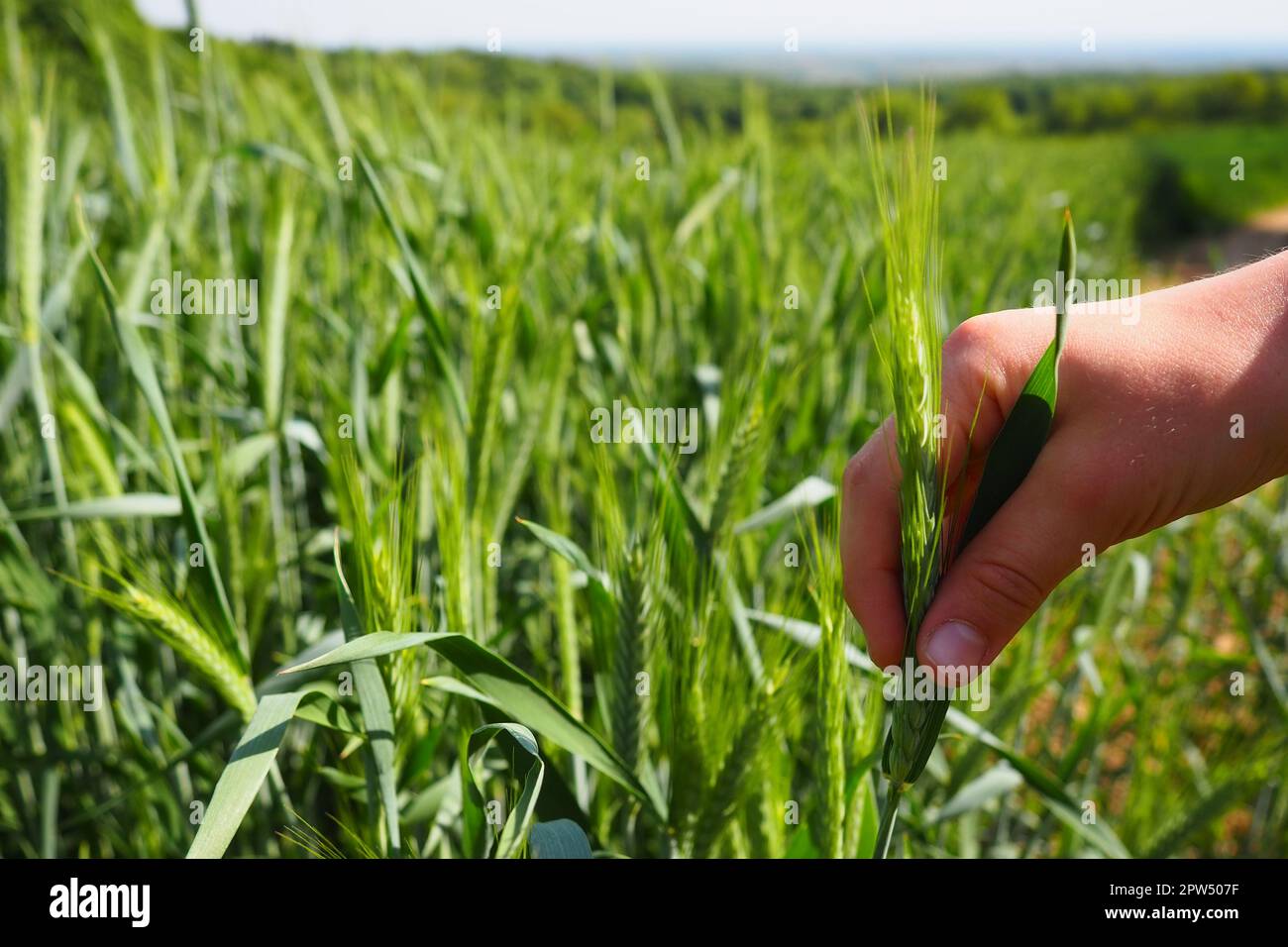 Human hand on the background of a wheat field. Hand of a boy touching ...