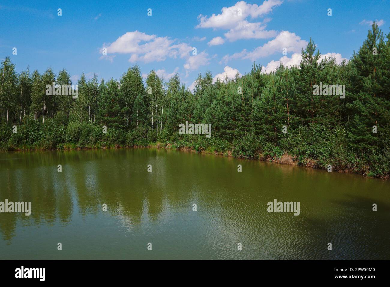 Lake in deep forest surrounded by spruce and birch trees Stock Photo ...